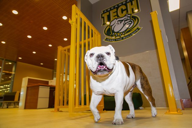 Jerry the Bulldog Sets Fall 2019 Office Hours - Arkansas Tech University