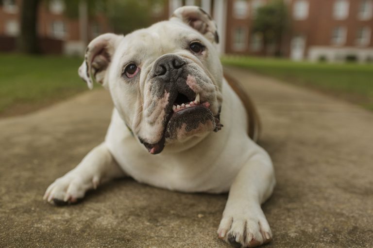 Get Social With Jerry the Bulldog - Arkansas Tech University